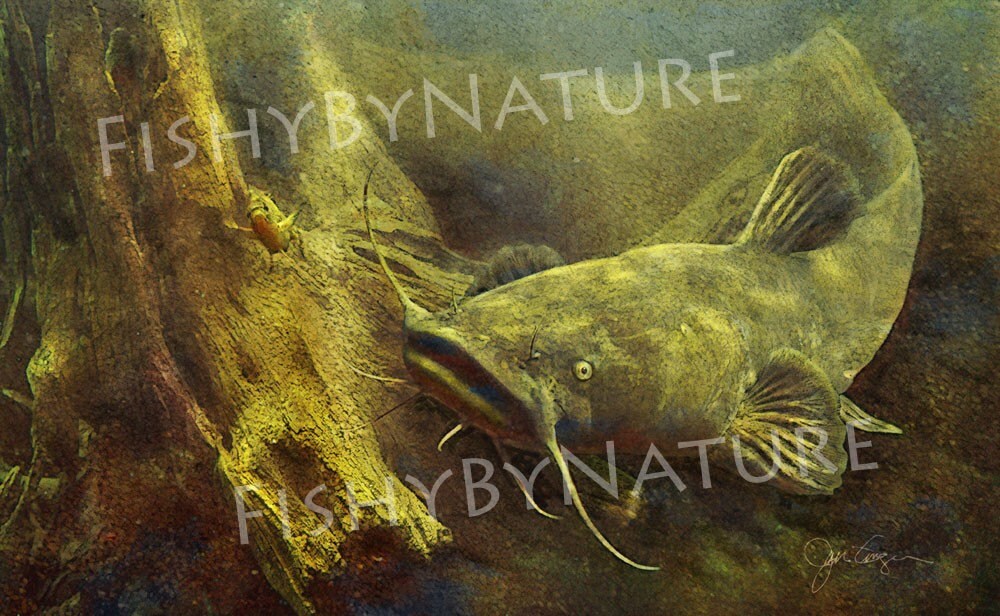 1000x616px Flathead Catfish Wallpaper - WallpaperSafari