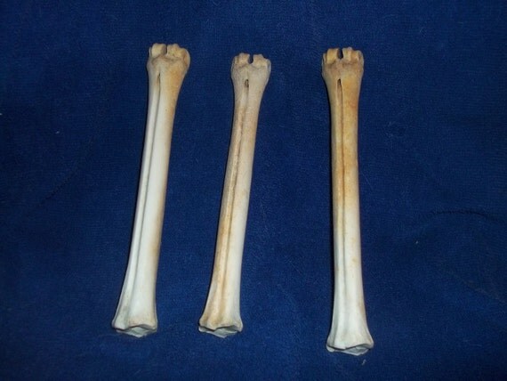 3 Real Animal Mule Deer Leg Bones Parts Knife By Boomer2563 3-real-animal-mule-deer-leg-bones-parts-knife-by-boomer2563