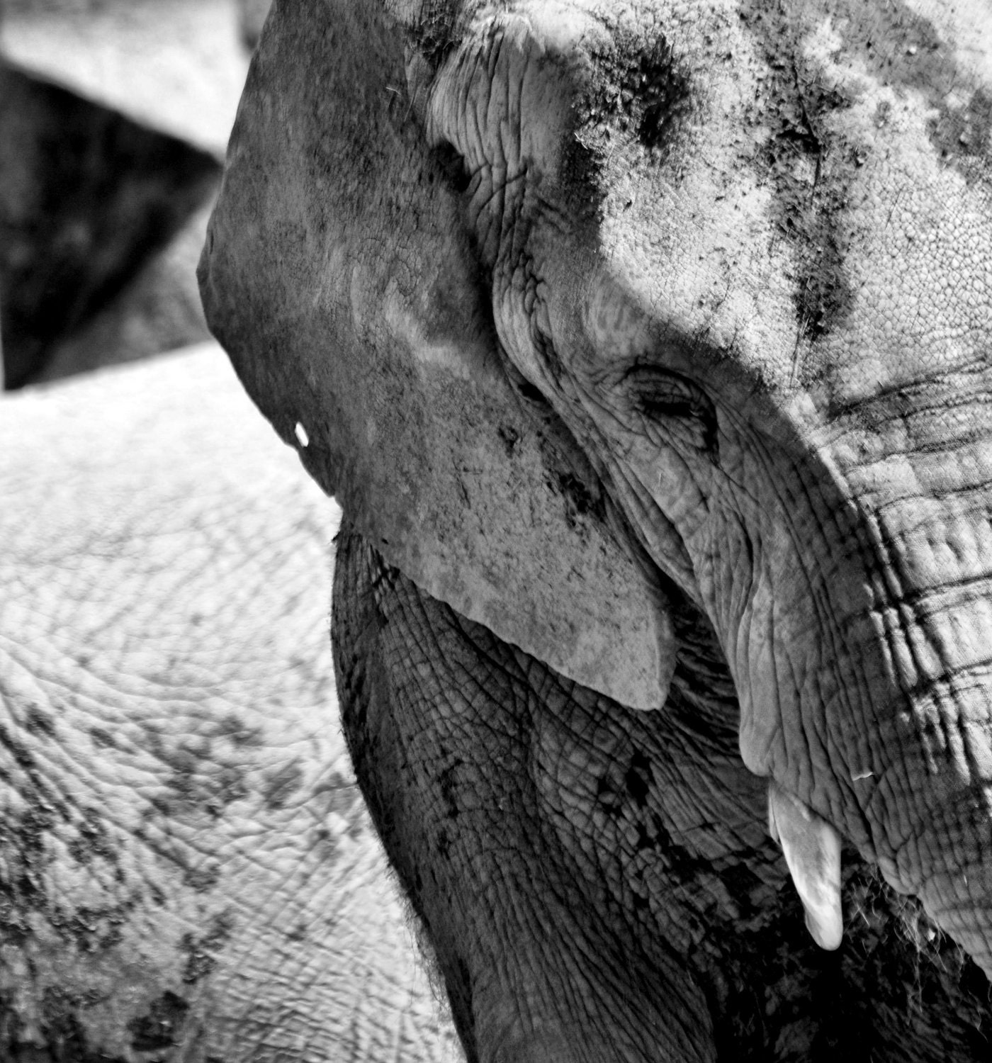 8 X 10 Fine Art Print Photography Elephant By KDempseyPhotography