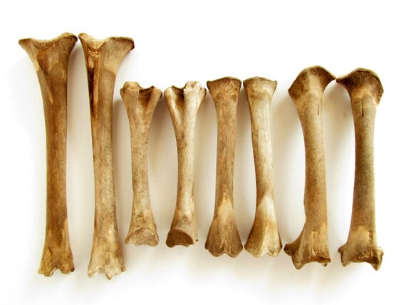 SALE 8 Juvenile Deer Leg Bones Real Animal Bone By ShopLarkAbout sale-8-juvenile-deer-leg-bones-real-animal-bone-by-shoplarkabout