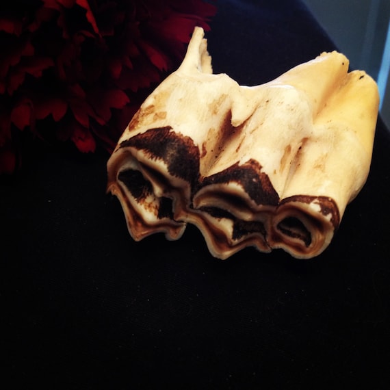 one large moose tooth by ghostandflower on Etsy