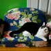 Items similar to Marie Mini Cat Chaise Lounge on Etsy