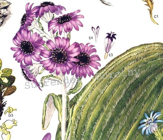 Flowers Antarctica Arctic Circle Botanical Exotica Large