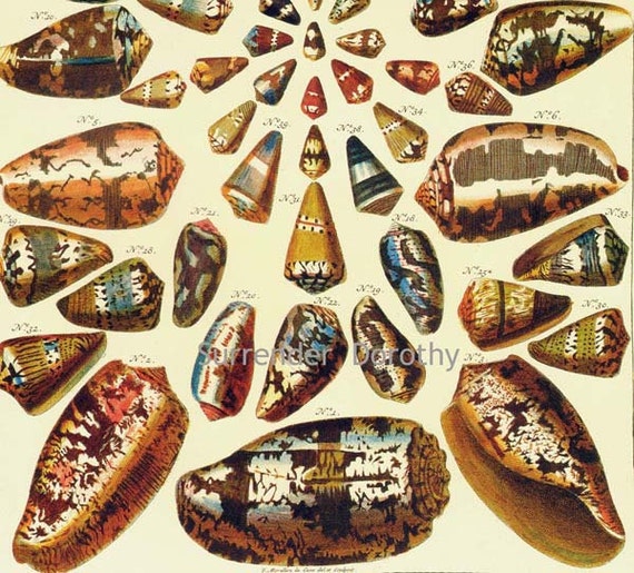 Poisonous Cone Shells South Pacific Caribbean Vintage Seba