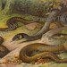 Poisonous Snakes 1887 Victorian Herpetology Reptile