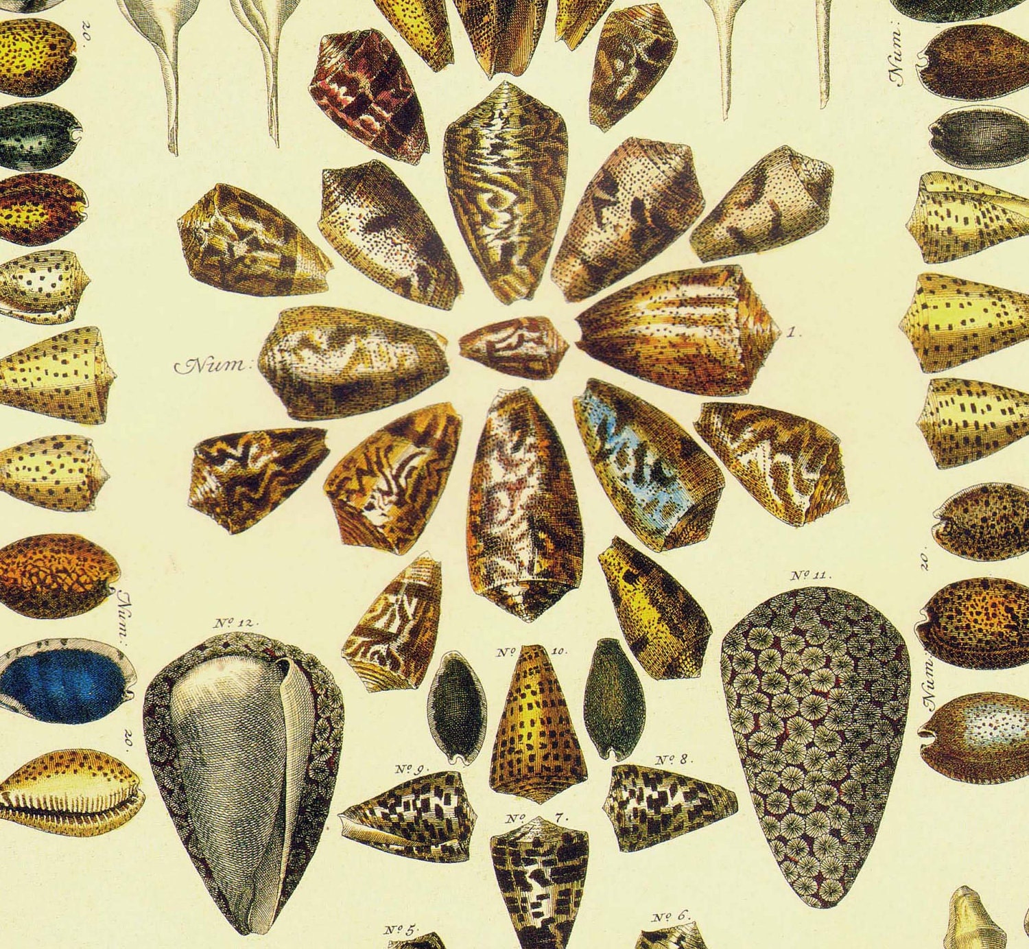 Cowrie Poisonous Cone Shells Indo Pacific & West Atlantic Seba