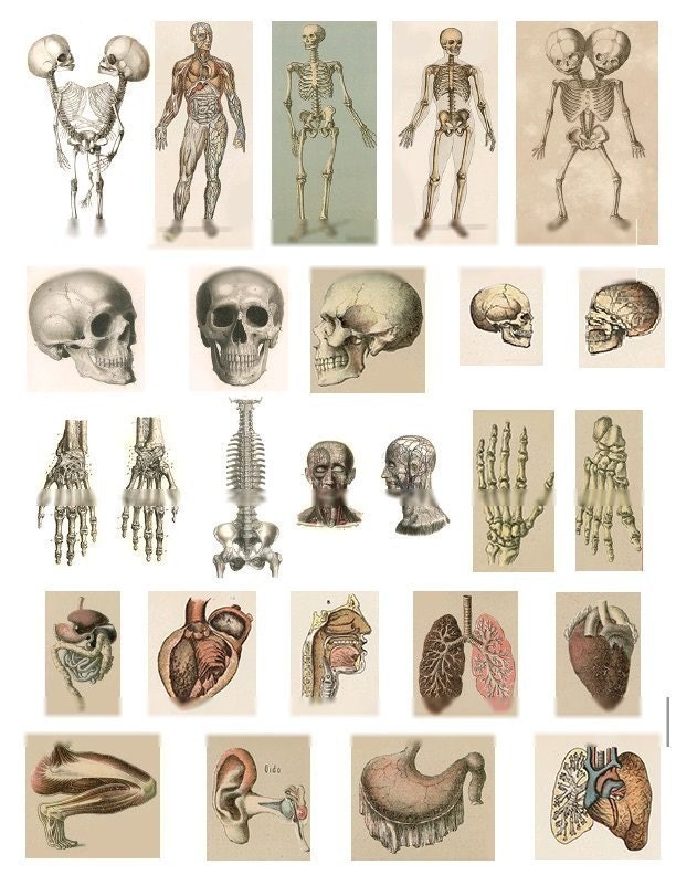 Physiology - Body Parts - Digital Collage Sheet - Instant Download from ...
