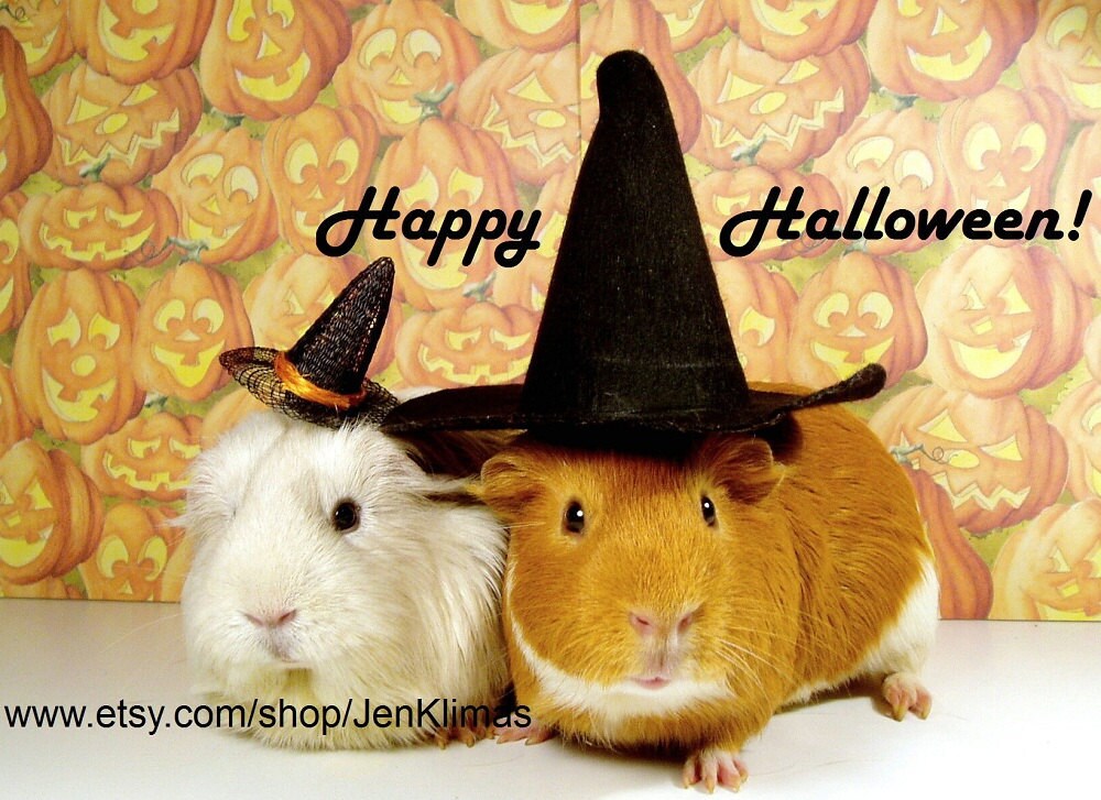 GUINEA PIG HALLOWEEN Magnet Set Witches Vampires Pirates