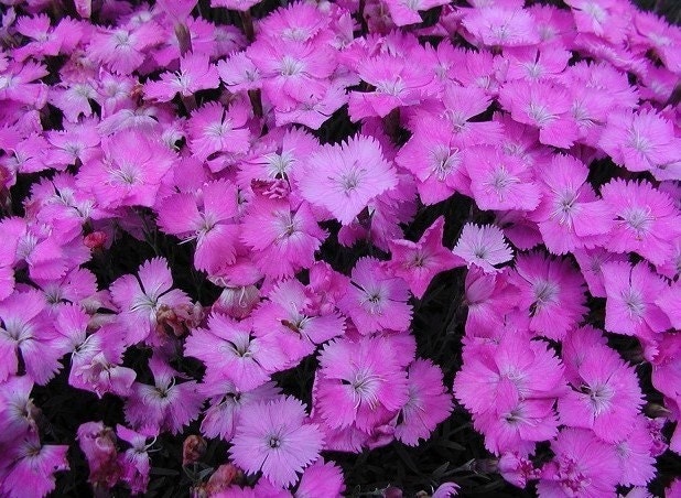 10 Floral Lace Purple Dianthus