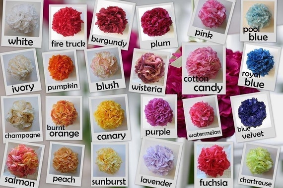 Carnation Color Meanings Chart | My XXX Hot Girl