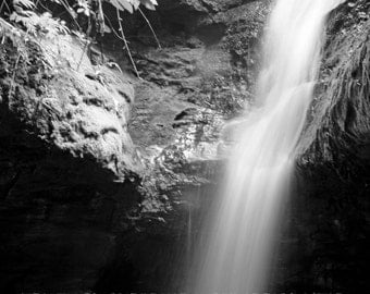 Sunset Reflecting On A Tree At Avoca Lookout Cabbage Tree