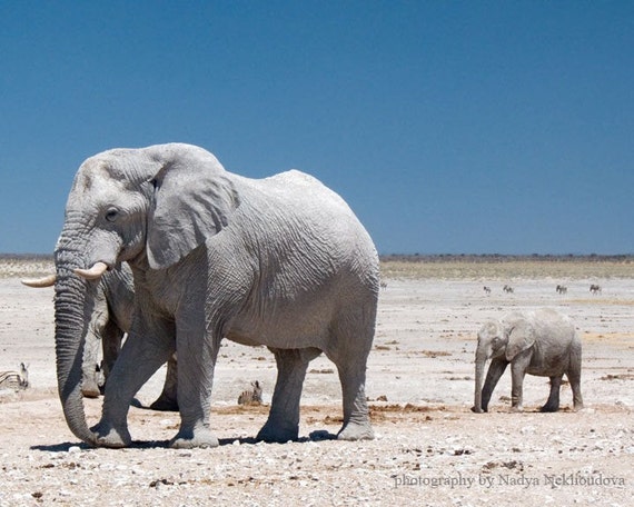 Baby Elephant with Father photo print 8x10 inches 20x25cm
