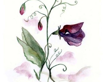 Sweet Pea Flower Note Cards Cottage Garden Purple
