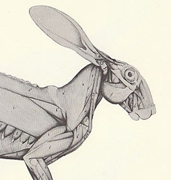 Set of 2 Vintage Illustrated ANIMAL Anatomy Skeleton Book