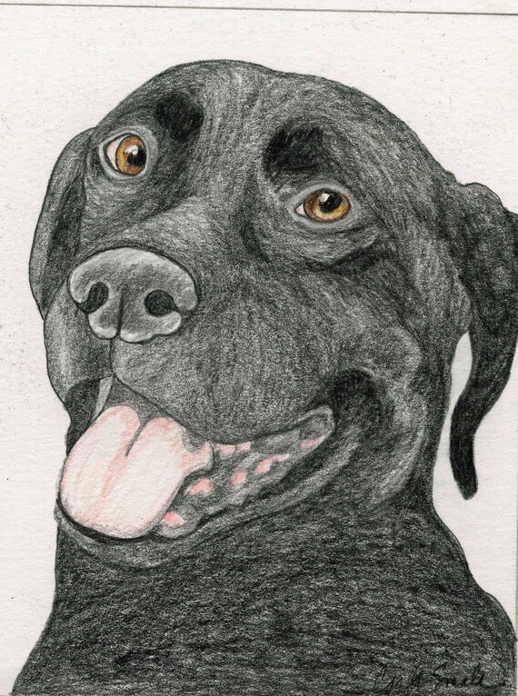 Items similar to Black Labrador Original Pencil Drawing Dog Art-Carla ...