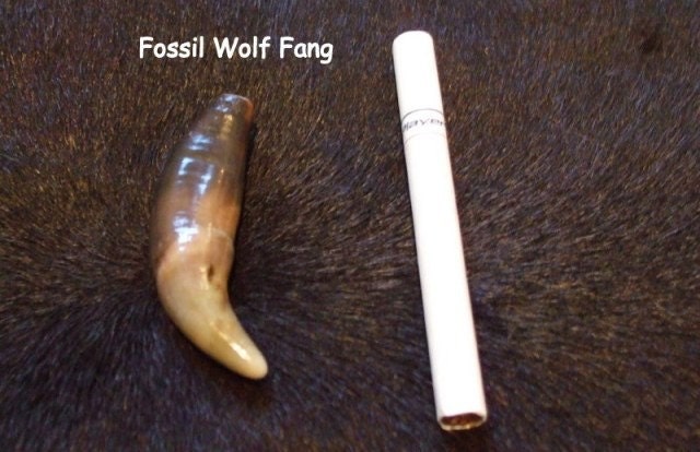 Animals Wolf Wolves Fangs