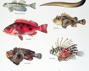 Thomson's Gazelle Male Impala Black Buck Springbok