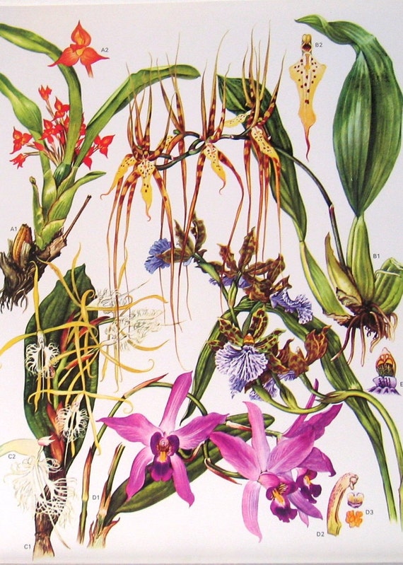 1970 Vintage Botanical Prints Orchids
