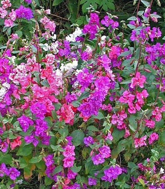 Mountain Garland Mix Clarkia elegans 100 seeds