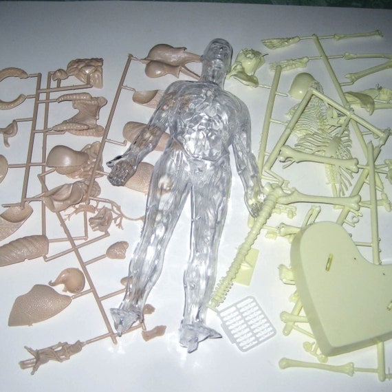 Vintage Style Visible Man Anatomy Model Kit in Original Box