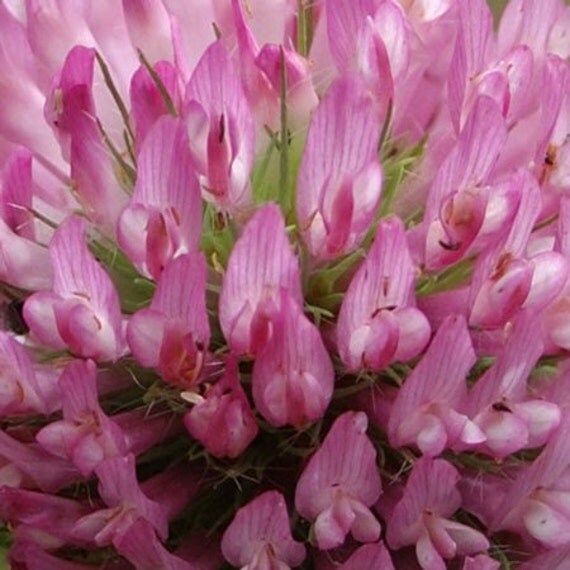 Items similar to Red Clover - Fine Photography MINI on Etsy