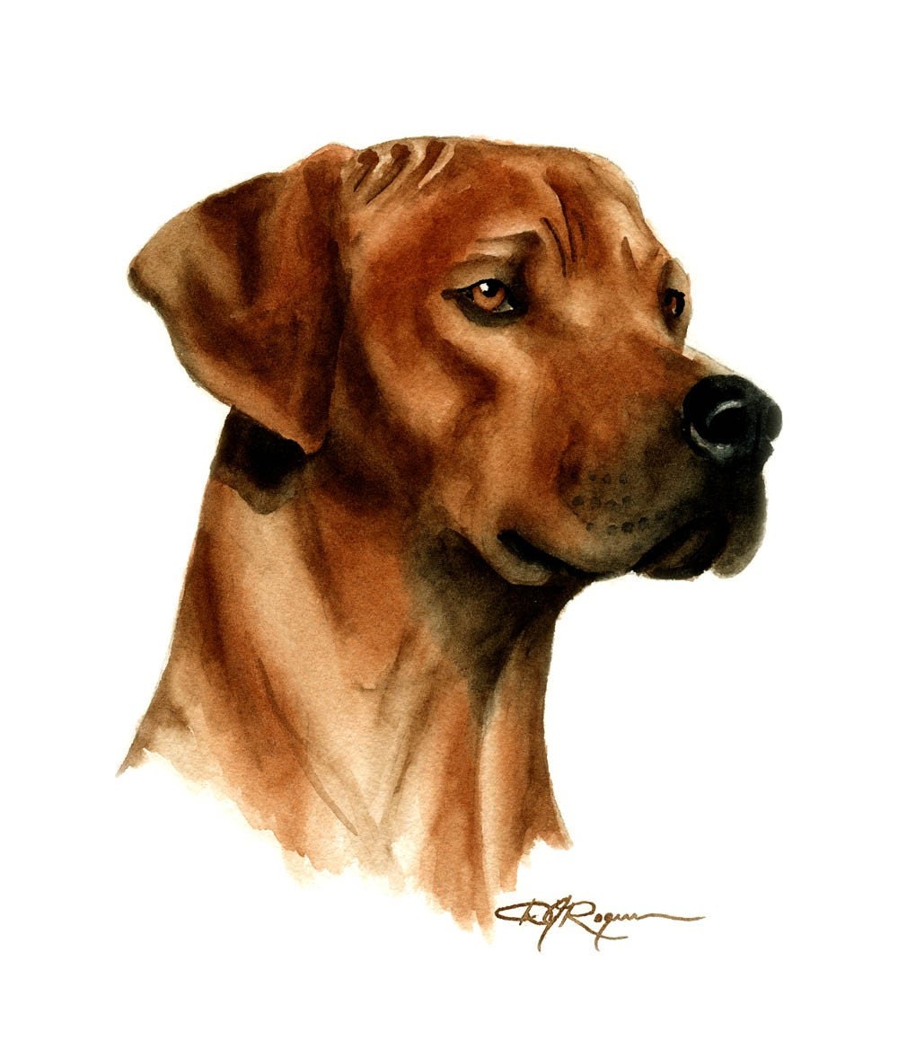 RHODESIAN RIDGEBACK Dog Watercolor Painting Art Print Signed