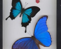 Popular items for framed butterfly on Etsy