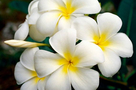 White Plumeria Hawaiian Lei Flower Fine Art Photography Canvas