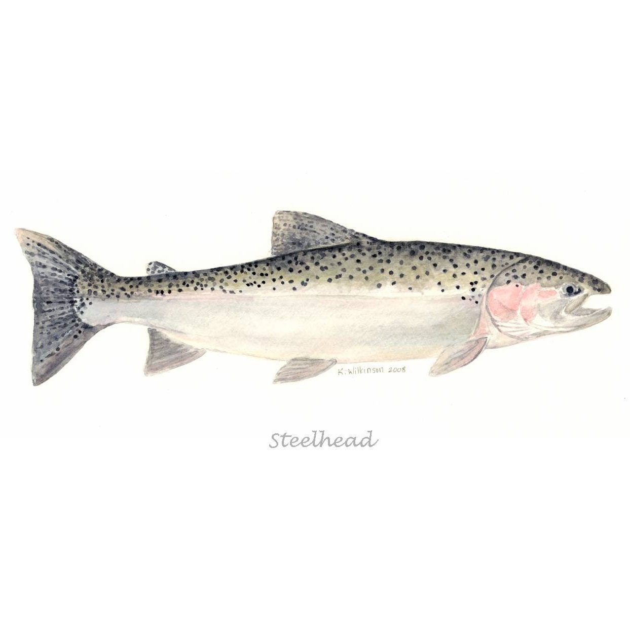 Steelhead Print