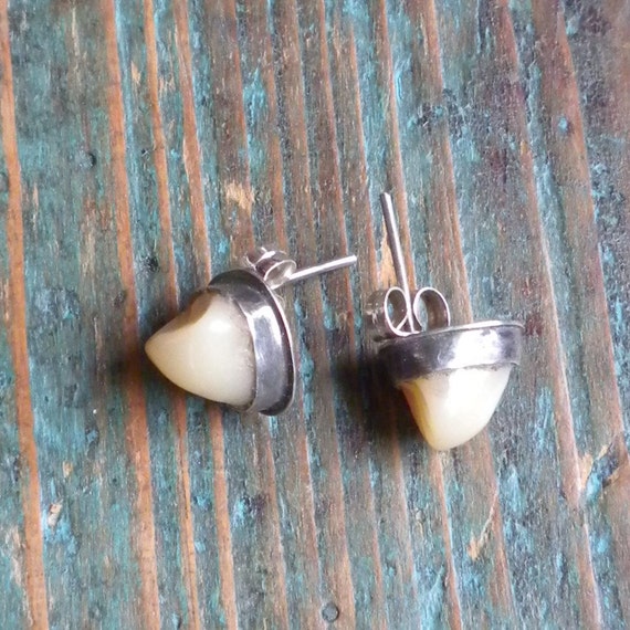 Items similar to Premolar tooth earrings on Etsy