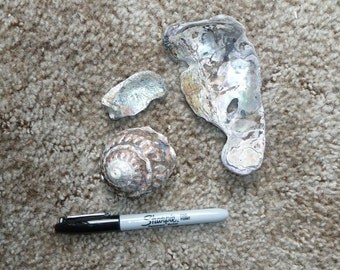 Popular items for shiny shell on Etsy