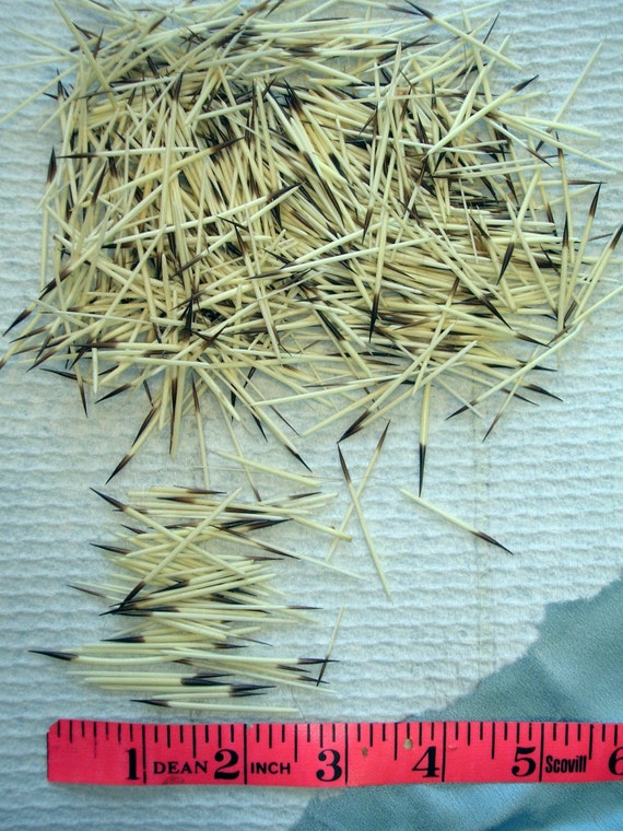 American Porcupine Quills Quillwork Native by LeNidDuMerleHandKnit