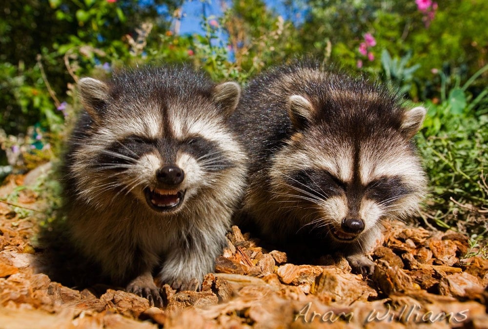 Laughing Raccoons 8 x 12 Photographic Print