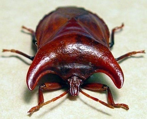Weird Beetles
