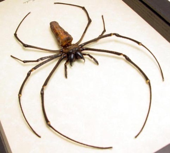 Japanese Spider