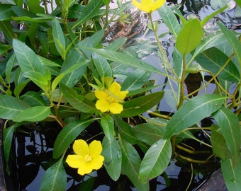 Items similar to Water garden Original pastel painting pond waterlily ...