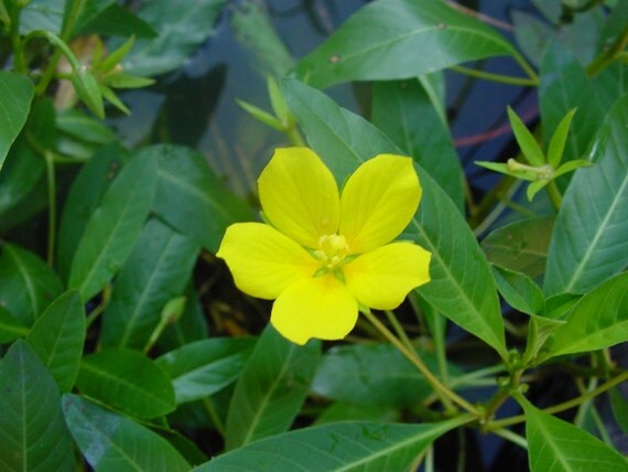 Primrose Creeper 3 Plants-Floating Pond Plants-Koi Pond