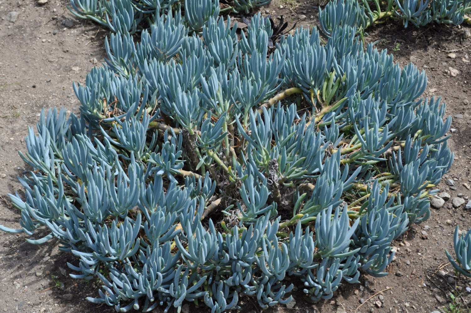 Senecio Mandraliscae 'Blue Chalk Sticks' 3 Succulent