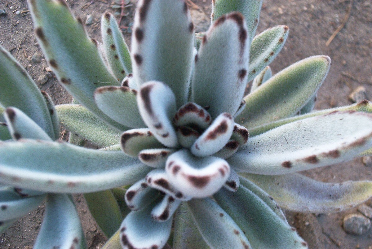 Kalanchoe Tomentosa Panda Plant Succulent