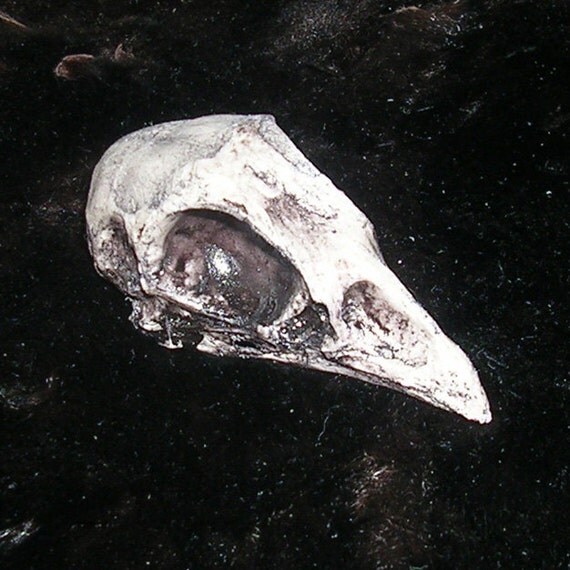 Chicken skull realistic resin replica rock out with your bock