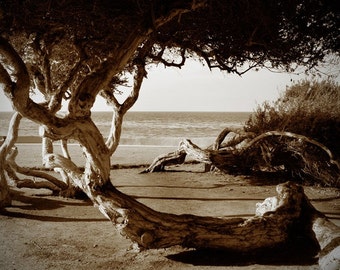 Popular items for fine art sepia on Etsy