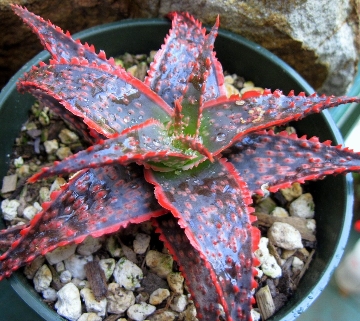 Dwarf Aloe 'Christmas Carol' Live 4 inch plant