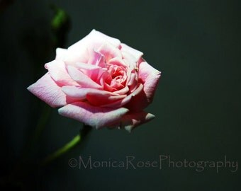Monica Rose Photography by MRosePhotography on Etsy