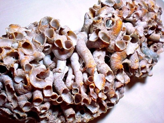 Tube Worm Shell Cluster Life is Good