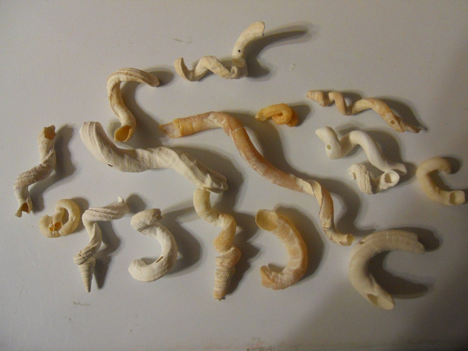 25 Worm Shells Gulf of Mexico beaches Florida Seashells