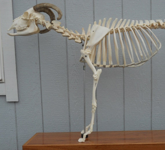Articulated Domestic Goat Skeleton Capra aegagrus hircus