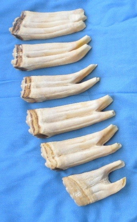 GIANT Horse Molar Tooth Real Teeth