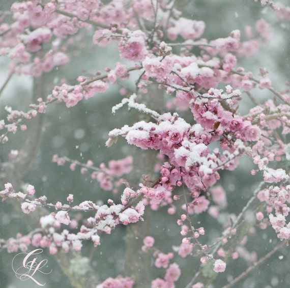 Winter Nature Photography Snow on Pink Plum Blossoms Home