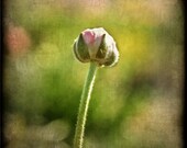 Ranunculus | Etsy