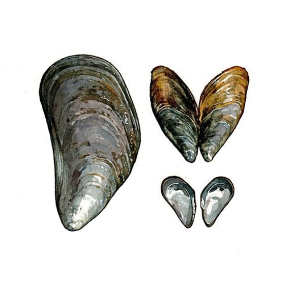 Items similar to Mussel Shells Watercolor Painting Print on Etsy